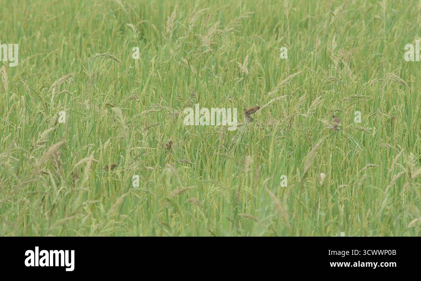 The beauty of bird eating paddy on tree That sway by the wind in the ...