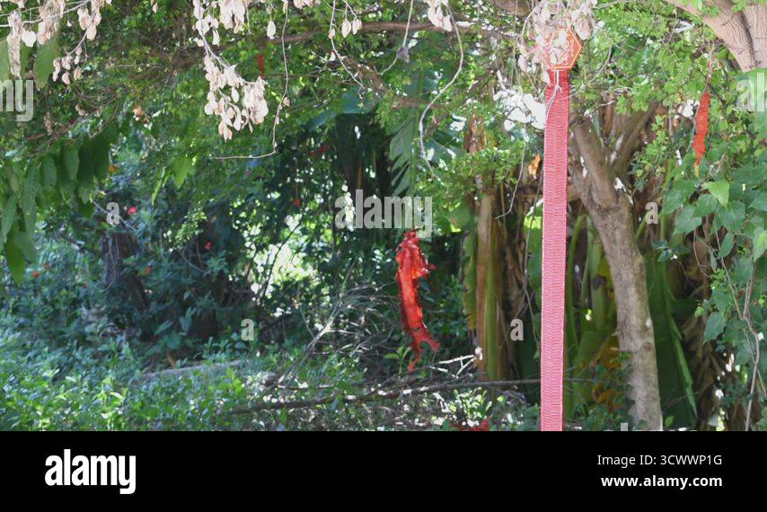 Chinese Red firecrackers hanging with trees that explode Have a smoke ...