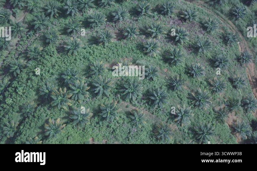 Aerial view young palm trees Stock Video Footage - Alamy