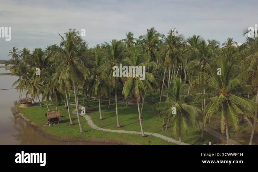 Aerial view small hut at coconut farm at Penang Stock Video Footage - Alamy