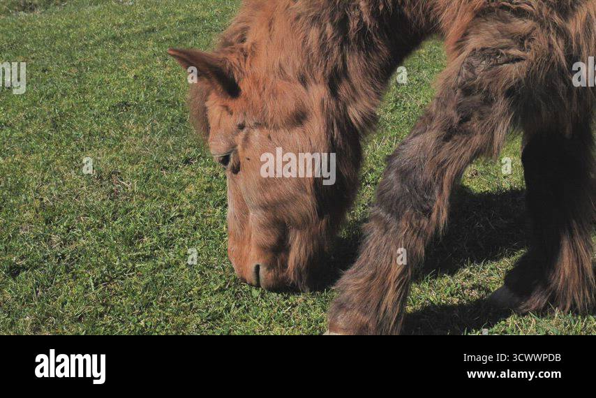 Portrait and body of an aged pony with rest of winter fur. Horses have ...