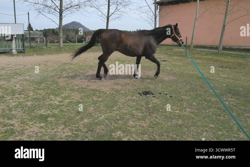 Rein snake Stock Videos & Footage - HD and 4K Video Clips - Alamy