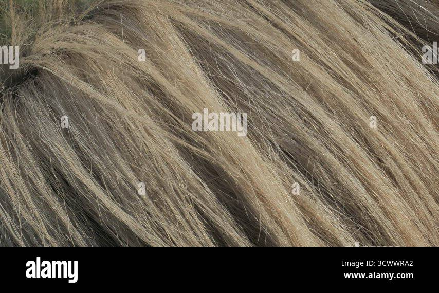 Farmer brush with fingers through of a white isabel horse mane ...