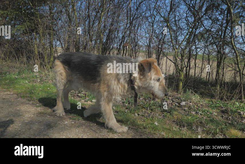 An old and sick lame dog with thick fur is slowly walking across the ...