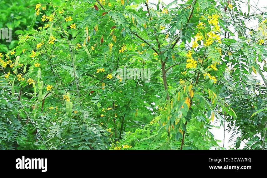 Thai copper pod senna siamea Stock Videos & Footage - HD and 4K Video ...