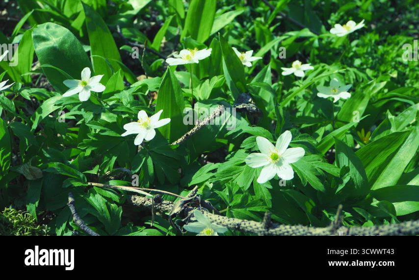 Garlic smell plant Bears garlic or Allium ursinum. Realy healthy plant ...