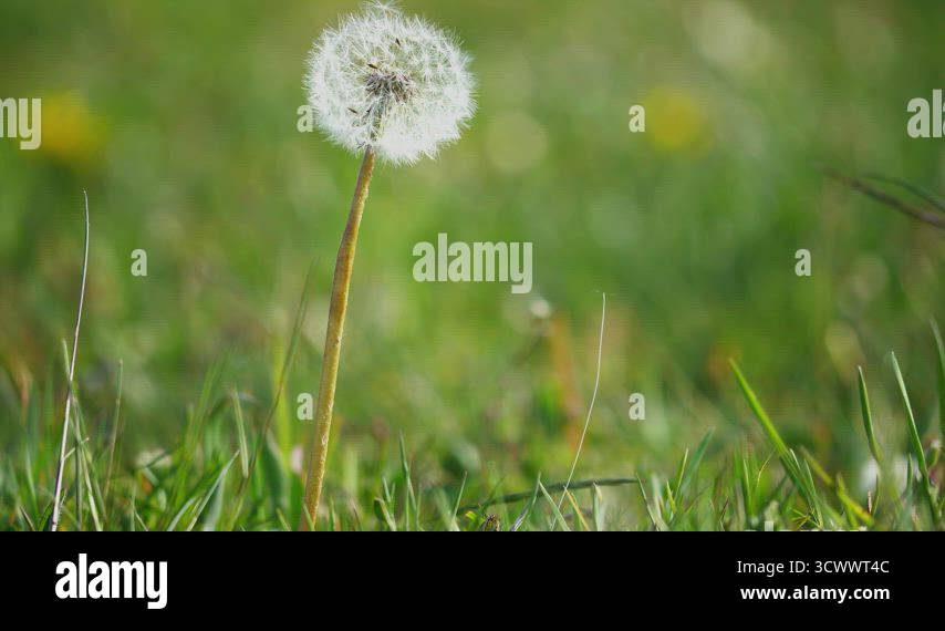 Sphere of dandelion with white head in meadow among green grass swaying ...
