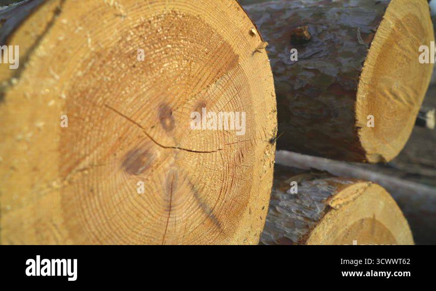 Smooth cut on tree Stock Videos & Footage - HD and 4K Video Clips - Alamy