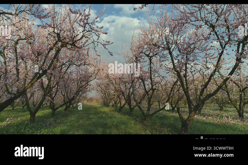 orchard of bloomed peach trees in spring Stock Video Footage - Alamy