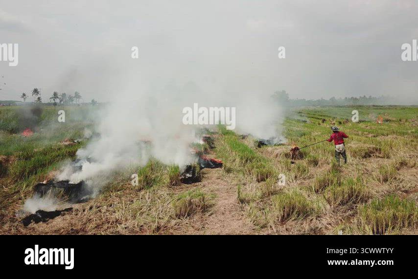 Farmer set fire to paddy field. Smoke release from burning nice stalks ...