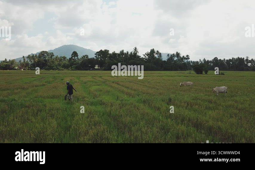 Man pulling cow rope Stock Videos & Footage - HD and 4K Video Clips - Alamy