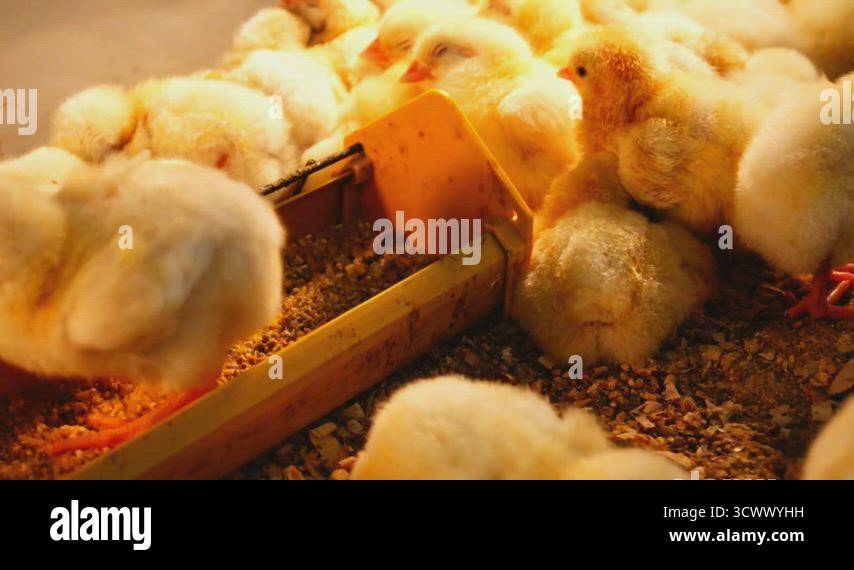 Chick farm, chicken, little, yellow, cute Stock Video Footage - Alamy