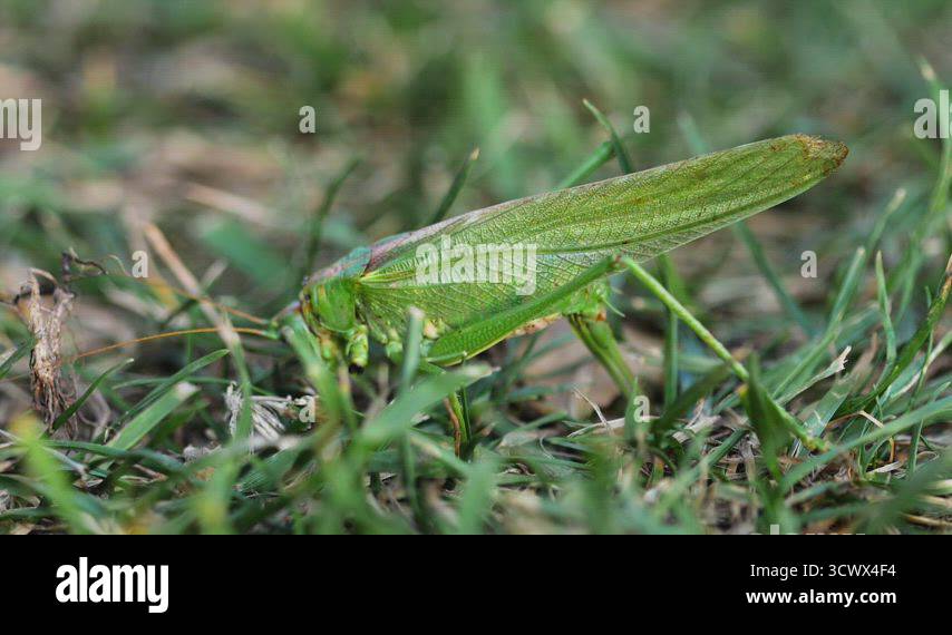 Big green locust female lays eggs Stock Video Footage - Alamy
