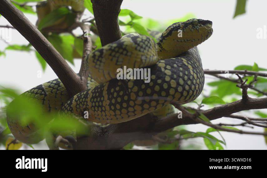 Green snake rest at the branch of tree at snake temple Stock Video ...