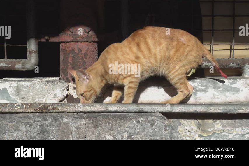 Yellow cat injured tail Stock Videos & Footage - HD and 4K Video Clips ...