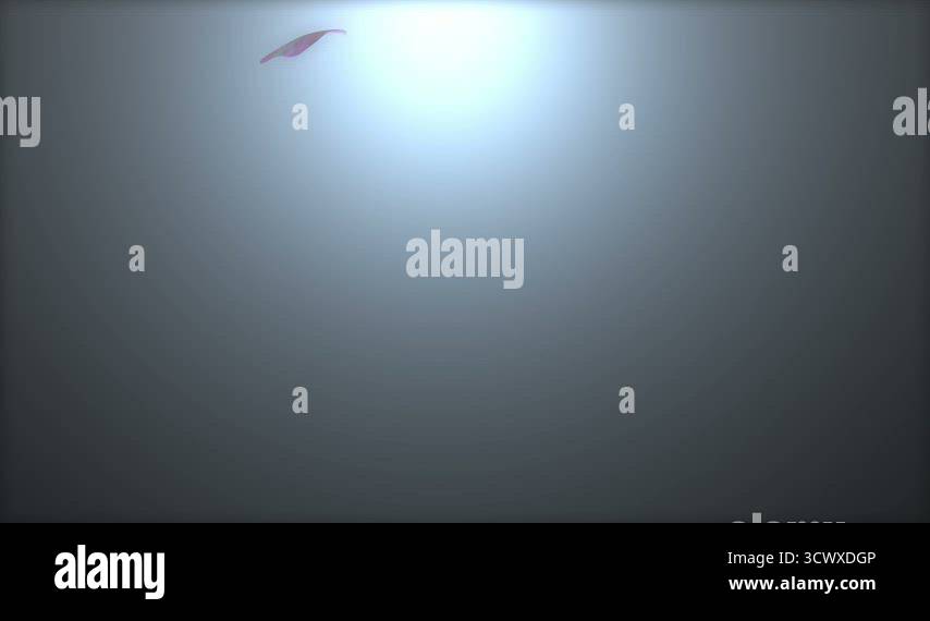 Flower petal fall over water Stock Video Footage - Alamy