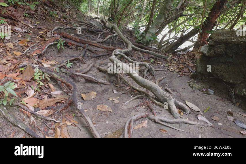 Root angle Stock Videos & Footage - HD and 4K Video Clips - Alamy