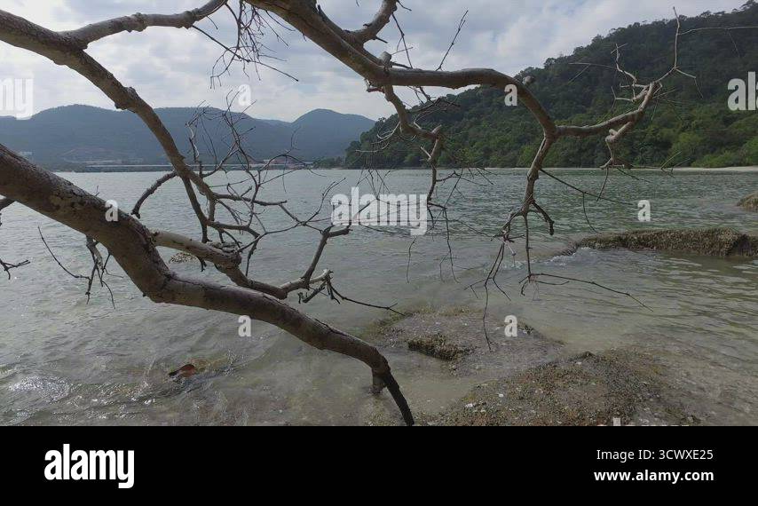Move into the branches of trunk Stock Video Footage - Alamy