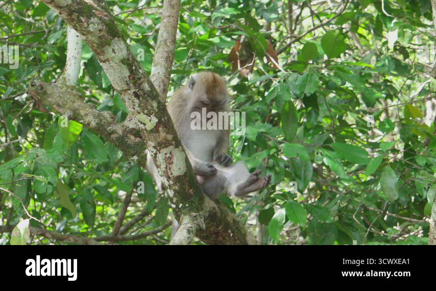 Monkey picking flea at the tree Stock Video Footage - Alamy