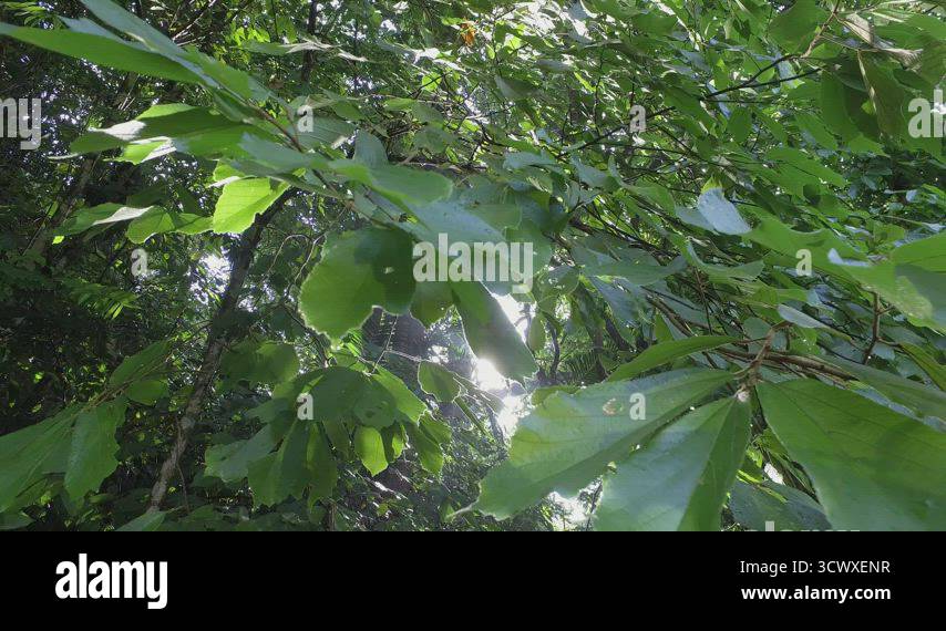 Tropical rainforest green tree leaves Stock Videos & Footage - HD and ...
