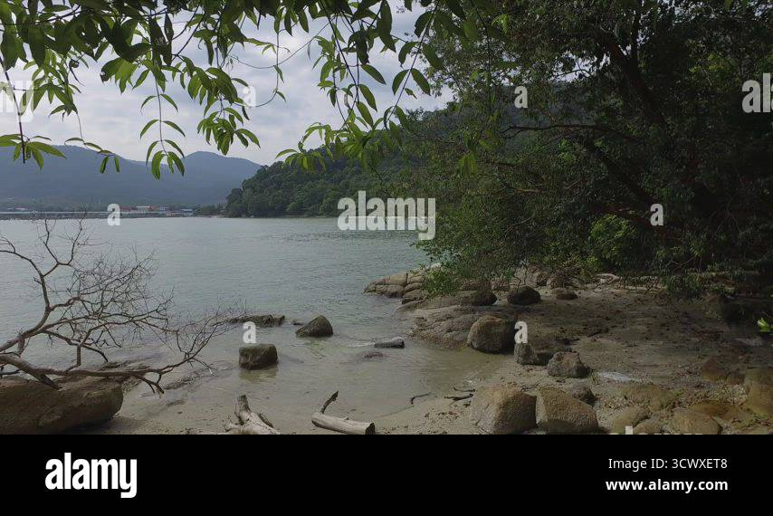 Horizontal panning the Penang Teluk Bahang forest Stock Video Footage ...