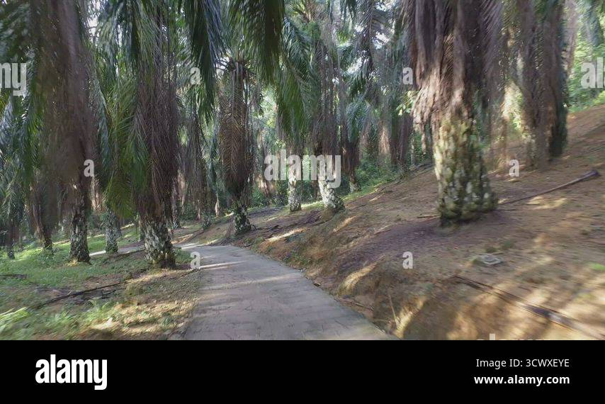The path come to an end with a oil palm tree fall Stock Video Footage ...