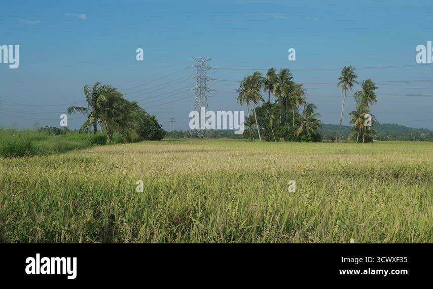Rice paddy field coconut tree Stock Videos & Footage - HD and 4K Video ...