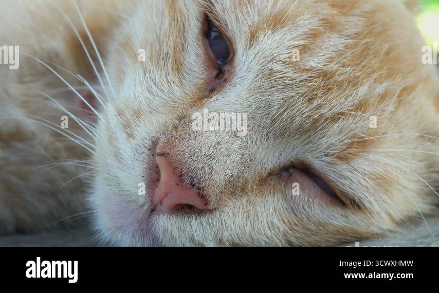 Sleep one eye open Stock Videos & Footage - HD and 4K Video Clips - Alamy