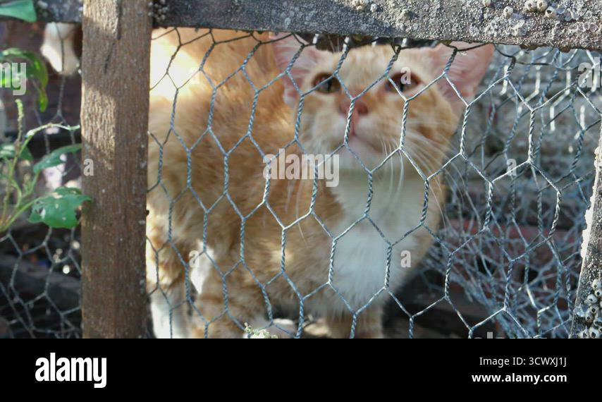 Cat trapped in the crab cage. Pity cat Stock Video Footage - Alamy