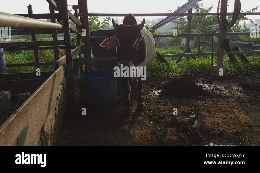 Cow in railing at Malay village Stock Video Footage - Alamy