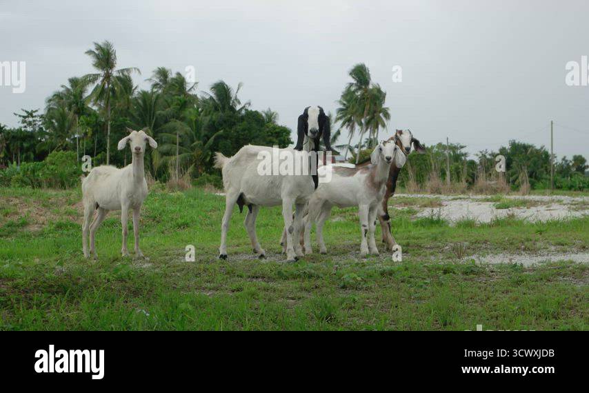 Goat walk countryside Stock Videos & Footage - HD and 4K Video Clips ...