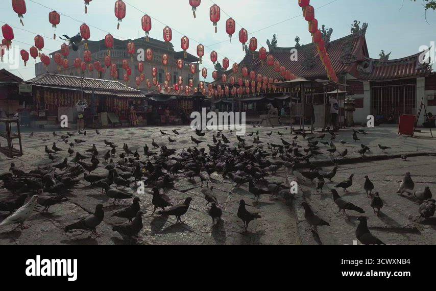 Chinese flying pigeon Stock Videos & Footage - HD and 4K Video Clips ...