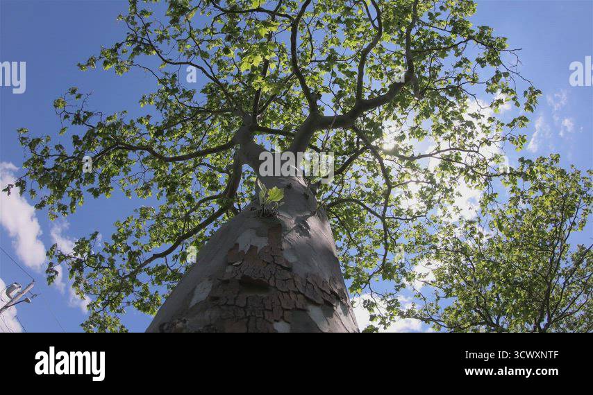 A tree from under with sky and clouds in motion timelapse Stock Video ...