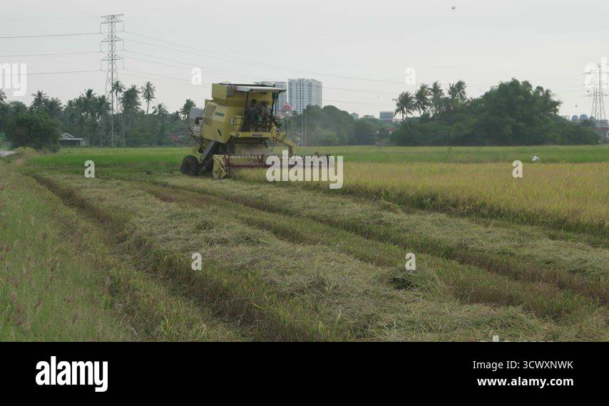 Farmer cut the ripe rice at agriculture farm with coconut at the back ...