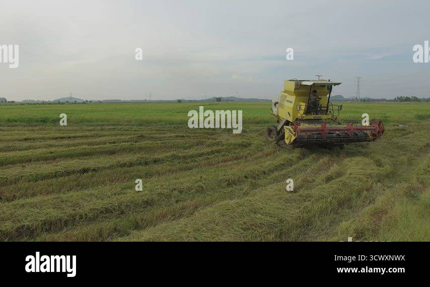 Farmers cut paddy crop harvester Stock Videos & Footage - HD and 4K ...