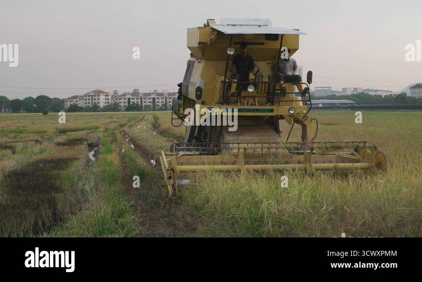 Farmers cut paddy harvester Stock Videos & Footage - HD and 4K Video ...