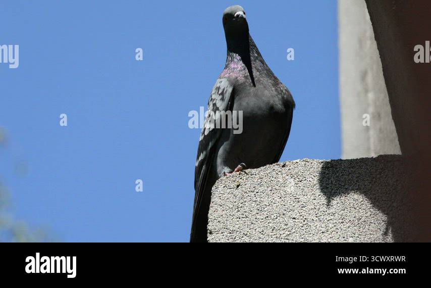 Beautiful pigeon standing in line on the edge of house roof,looking ...