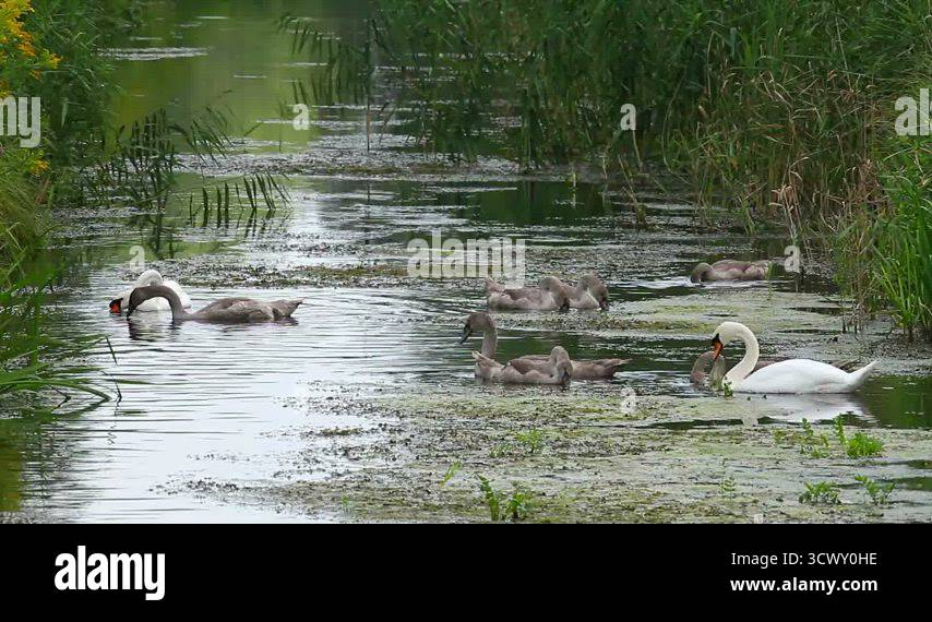 Swan family eating on river Stock Videos & Footage - HD and 4K Video ...