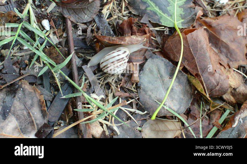 Close up snail walking Stock Videos & Footage - HD and 4K Video Clips ...