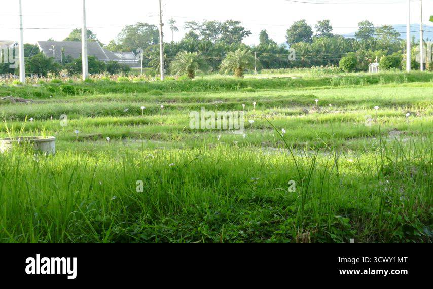 agronomist farmer using tablet to monitor rice field in organic farm ...