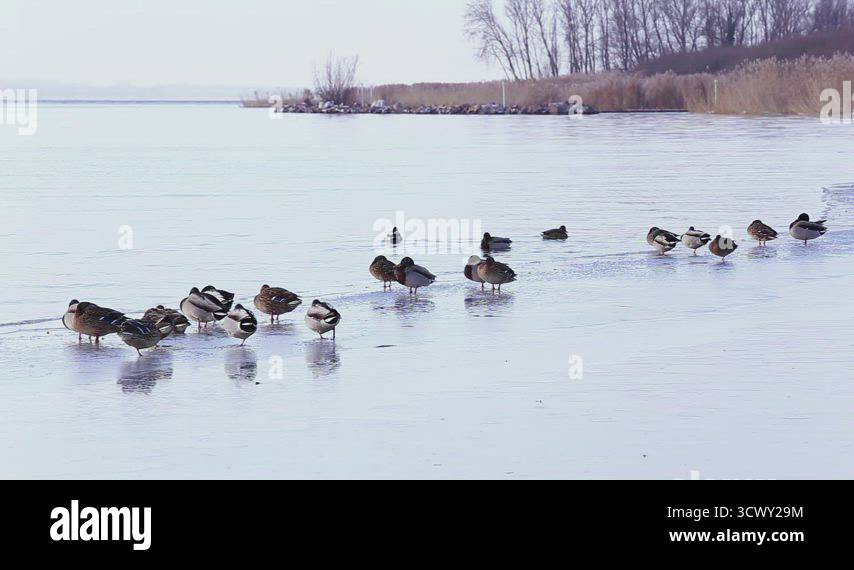 Many mallards on lake balafon Stock Videos & Footage - HD and 4K Video ...