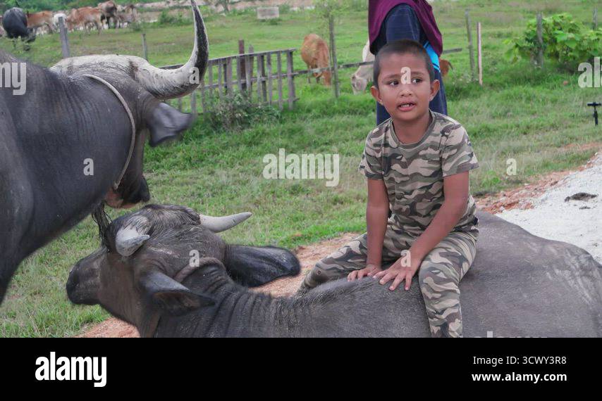 Child sit on buffalo Stock Videos & Footage - HD and 4K Video Clips - Alamy
