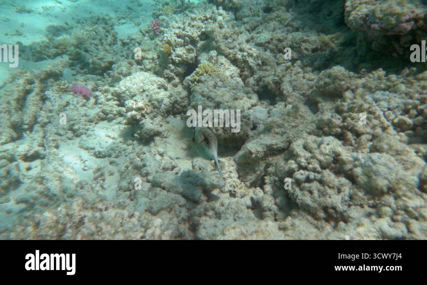 Lonely fish swimming over big coral reef Stock Video Footage - Alamy