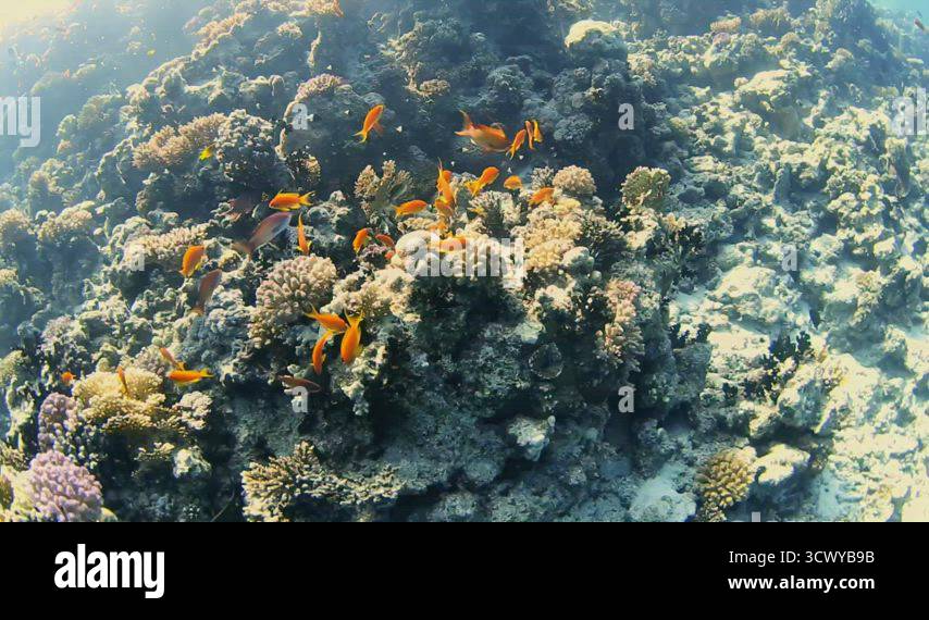 Tropical coral reef with shoals of fish Stock Video Footage - Alamy