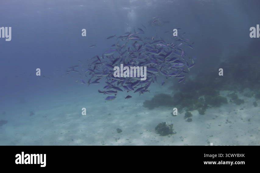 Shoal of fusilier fish on a tropical reef Stock Video Footage - Alamy