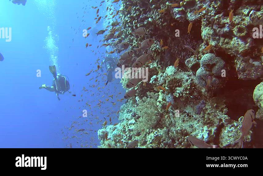 Tropical coral reef wall scene with shoals of fish Stock Video Footage ...