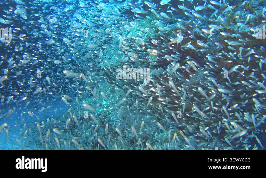 Tropical coral reef scene with shoals of glassfish in cave Stock Video ...