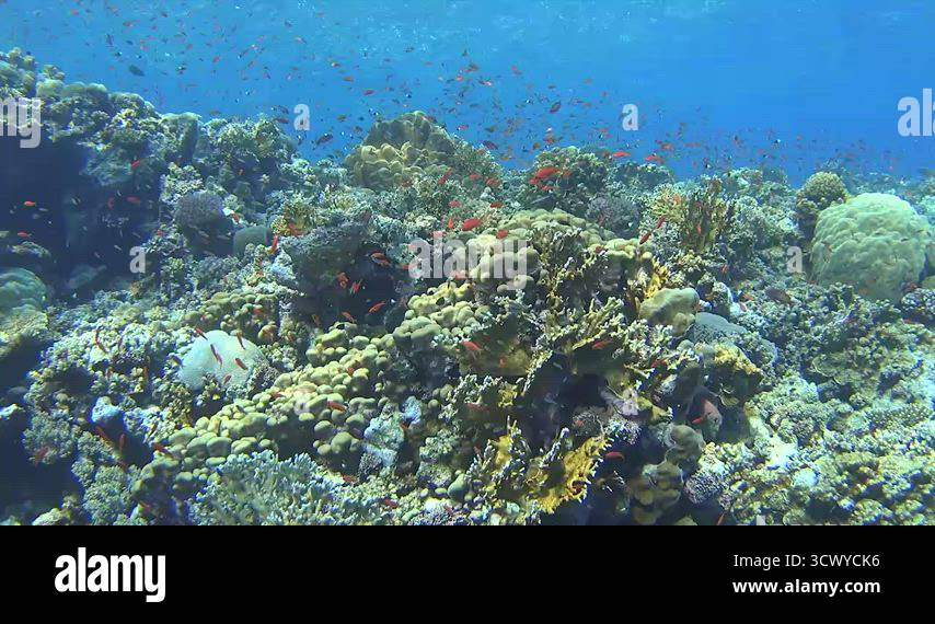 Tropical coral reef scene with shoals of fish Stock Video Footage - Alamy