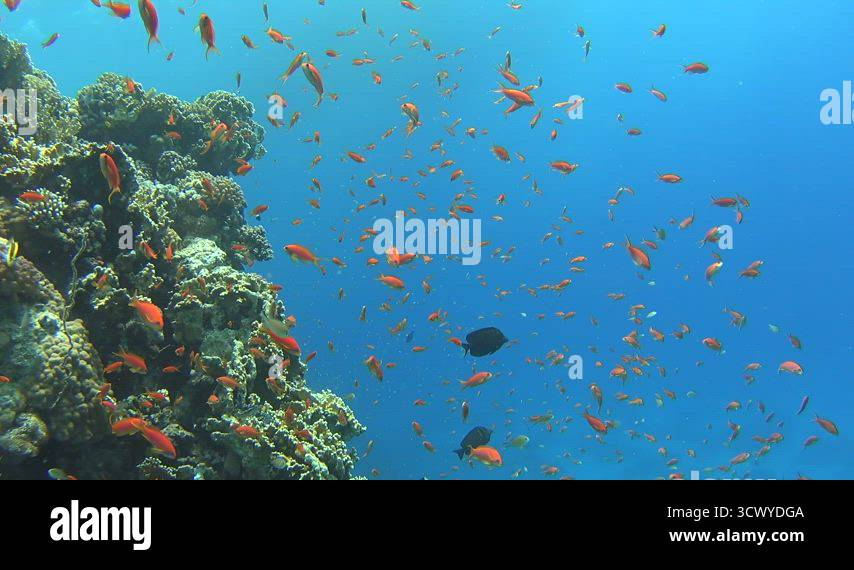 Tropical coral reef scene with shoals of fish Stock Video Footage - Alamy
