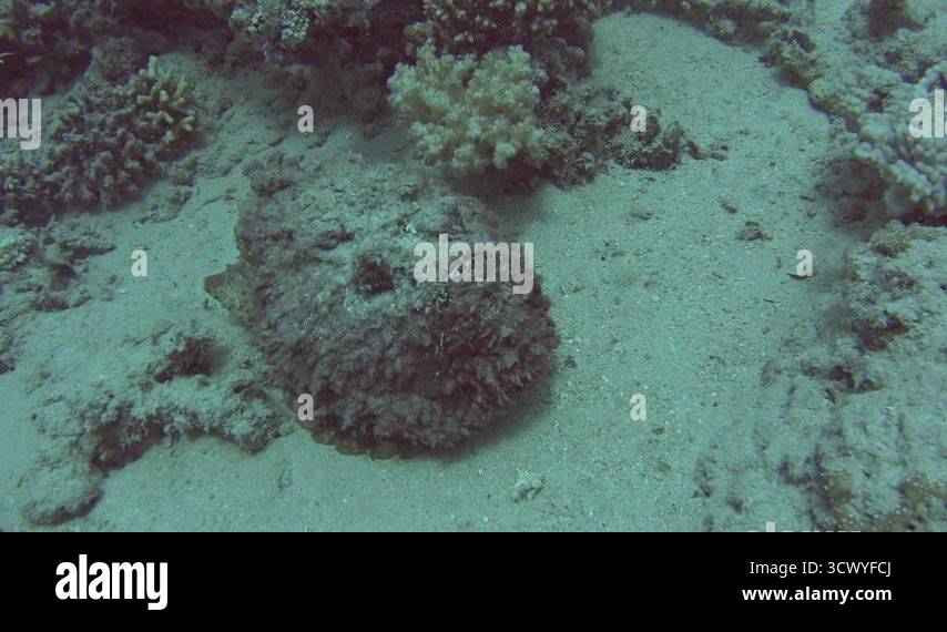 Large stonefish in tropical sea Stock Videos & Footage - HD and 4K ...
